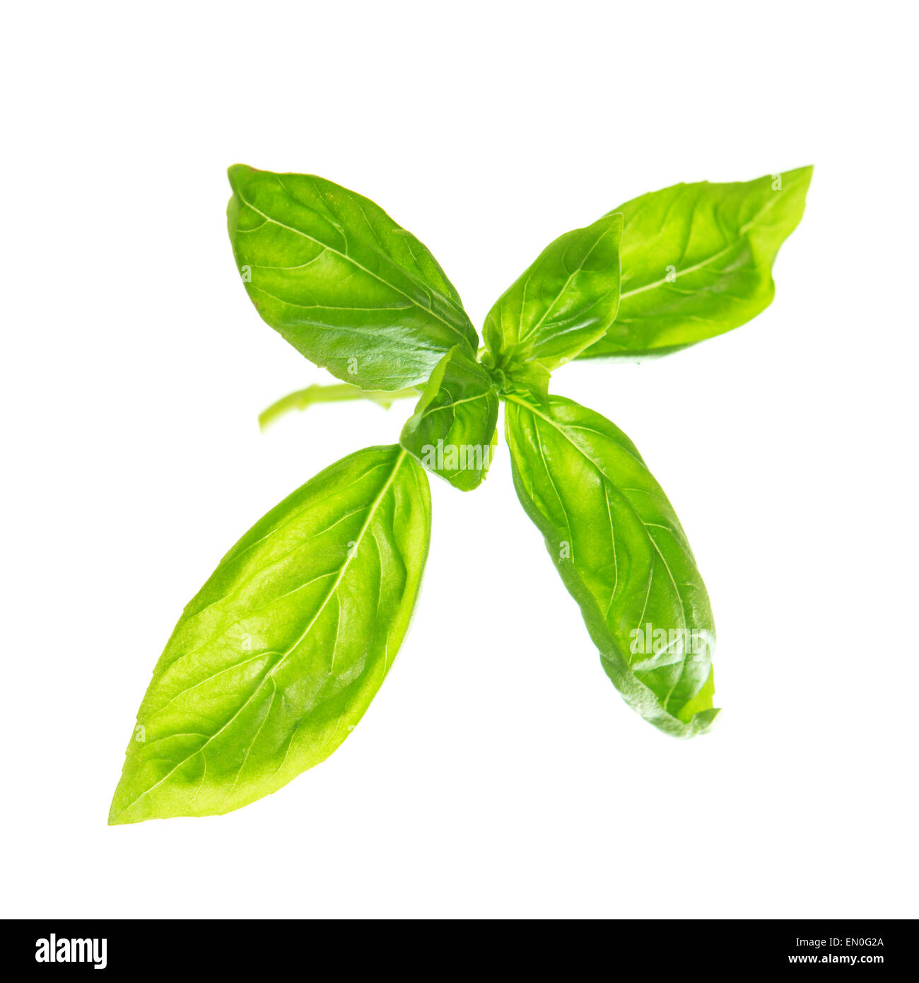 Fresh sweet basil leaves isolated on white background Stock Photo - Alamy