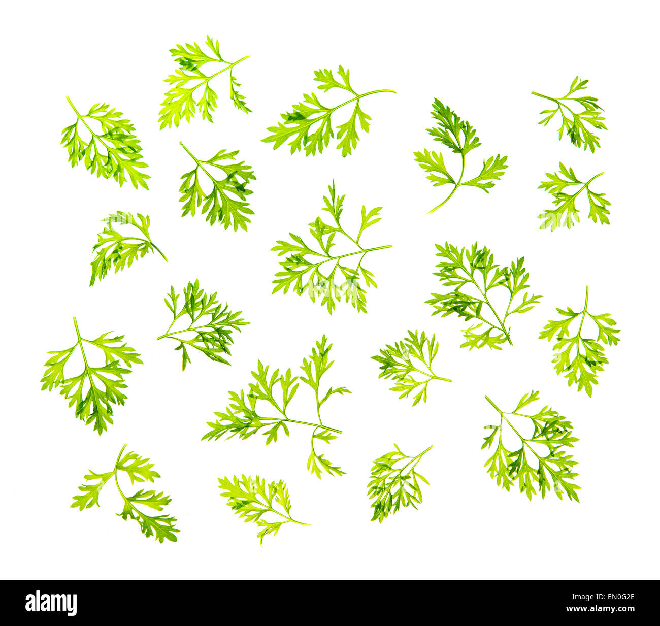 Top view scattered fresh dill leaves, isolated on white background ...