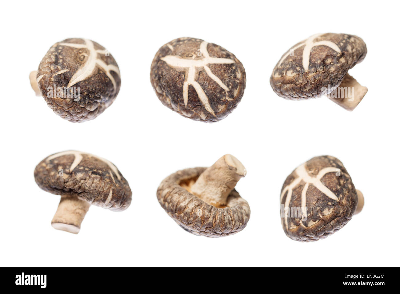 Dried shiitake mushrooms in different angle isolated on white ...