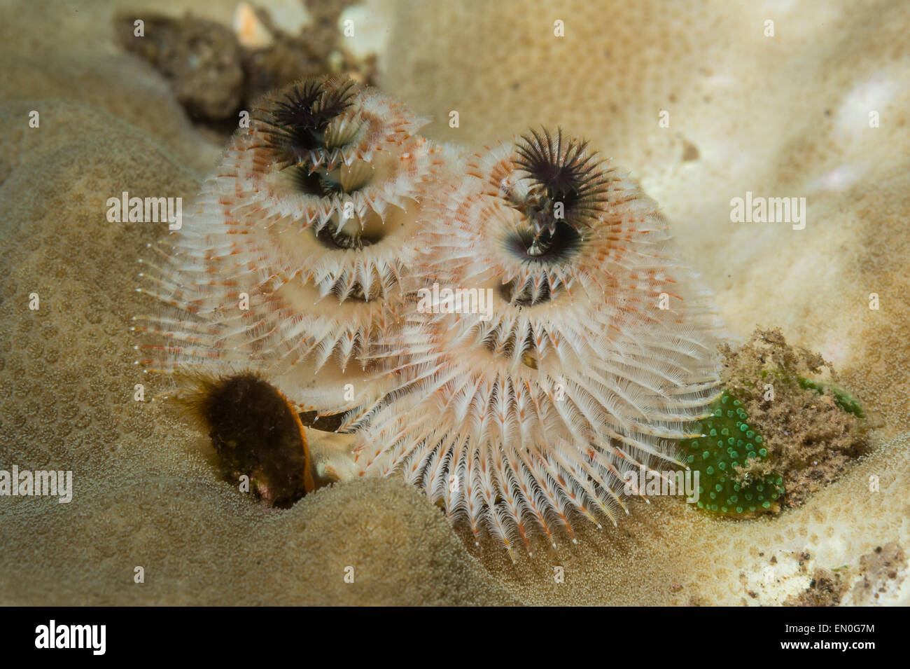 Tube worm hi-res stock photography and images - Alamy
