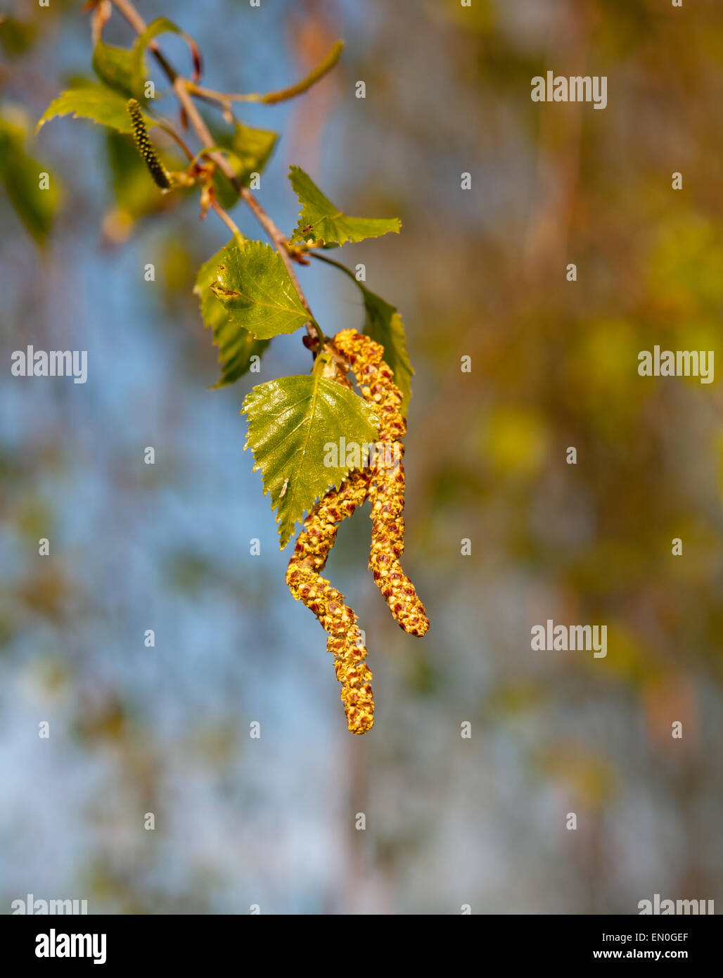 catkins (buds) on a white birch tree in early spring Stock Photo - Alamy