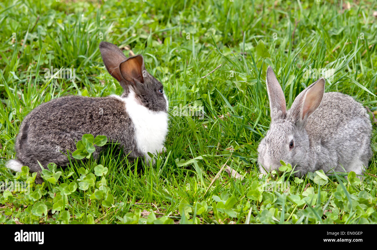 two rabbit in green grass Stock Photo - Alamy