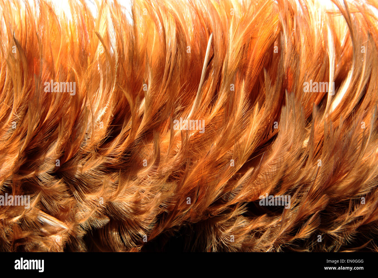 close up fur from feather for abstract background Stock Photo - Alamy