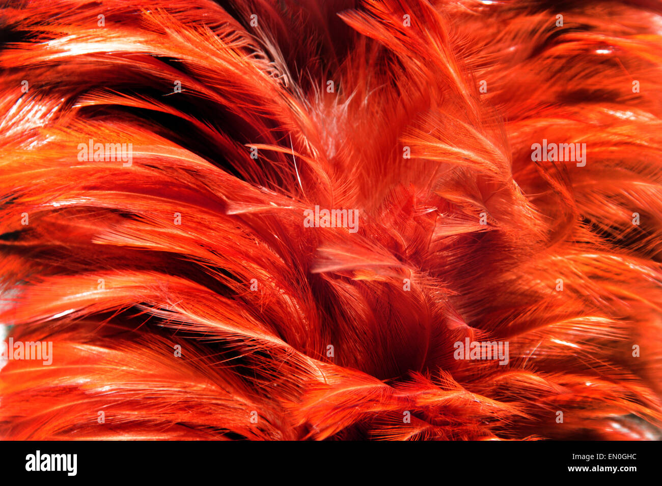 close up red fur from feather for abstract background Stock Photo - Alamy