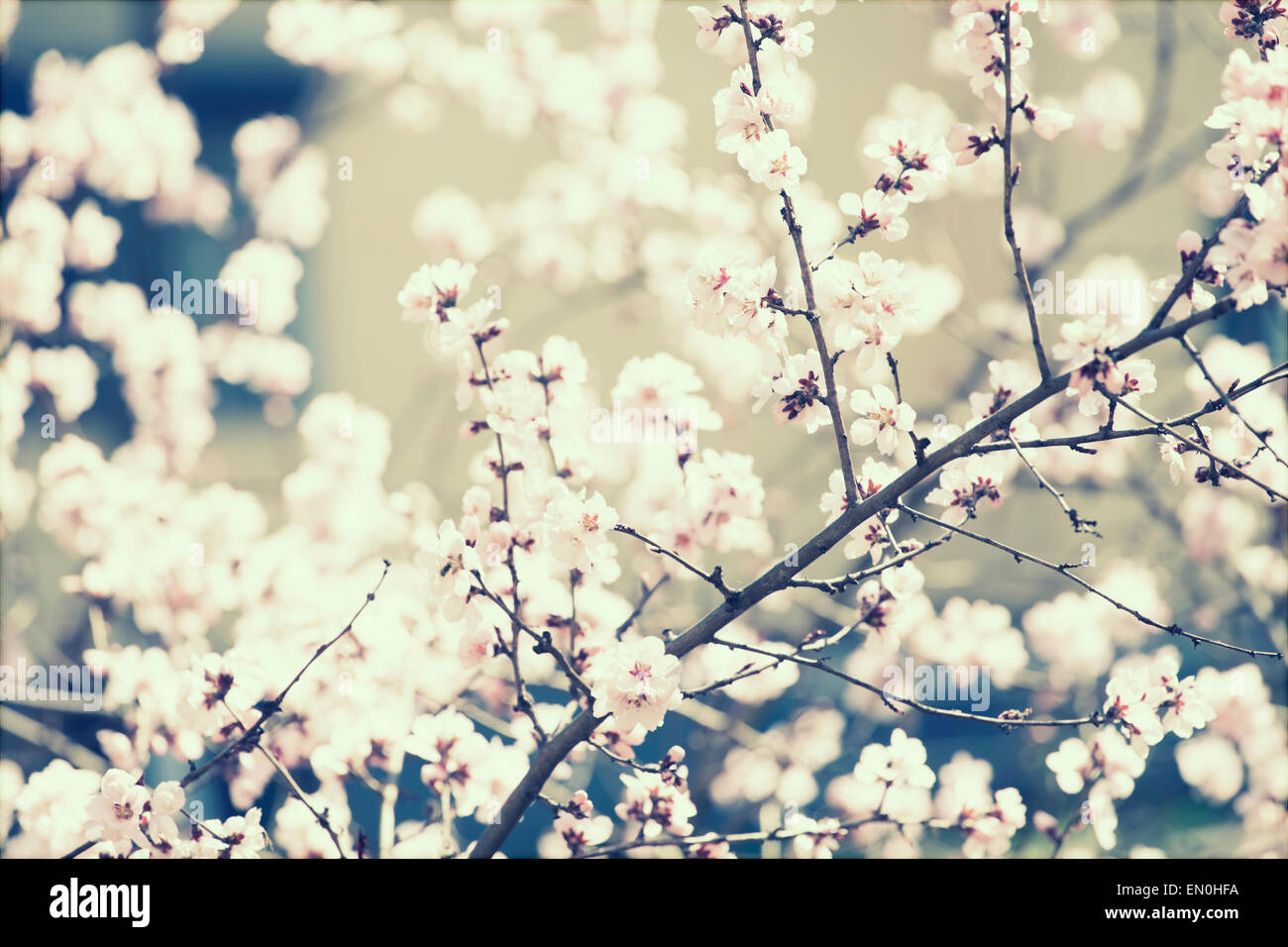 Spring blossom - retro styled photo of a blooming cherry tree Stock ...