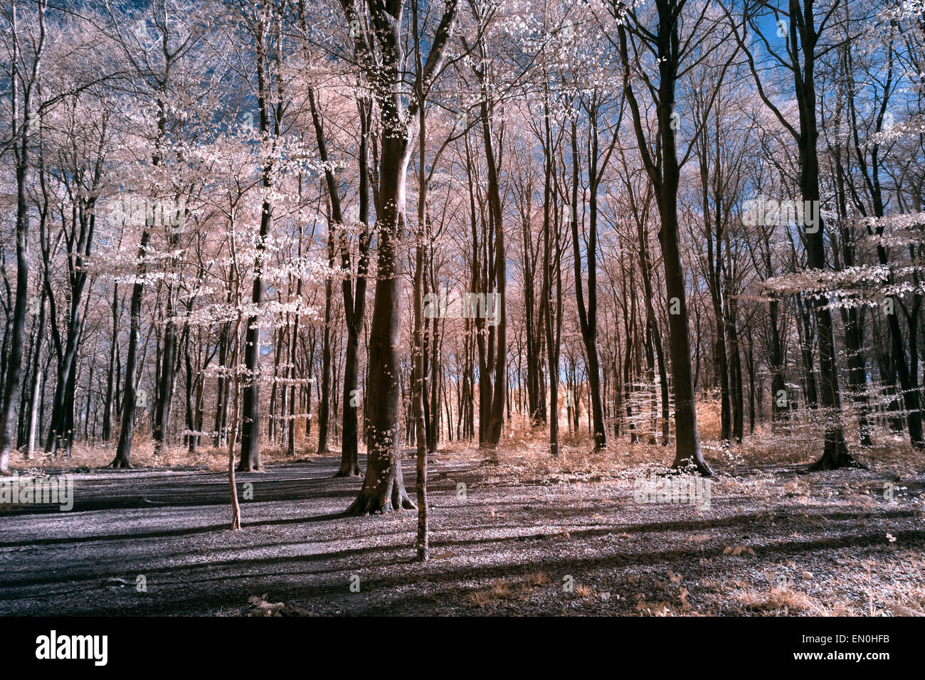 Ir false colour hi-res stock photography and images - Alamy