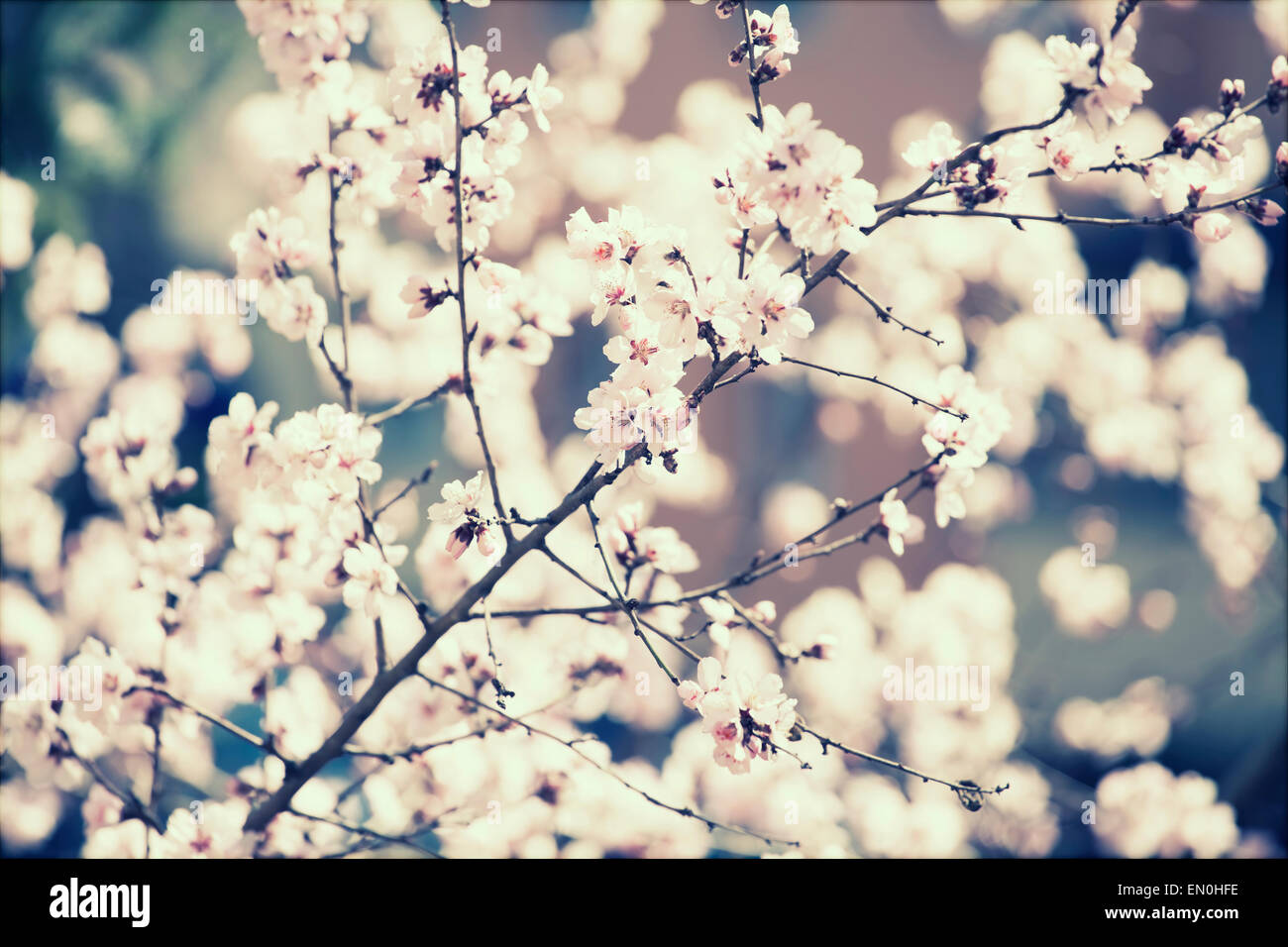 Spring blossom - retro styled photo of a blooming cherry tree Stock ...