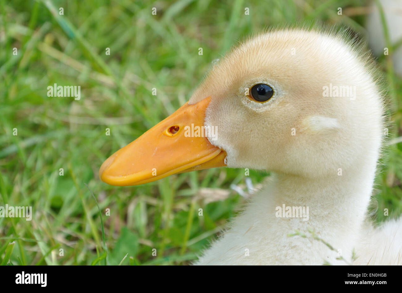 Farm Duckling