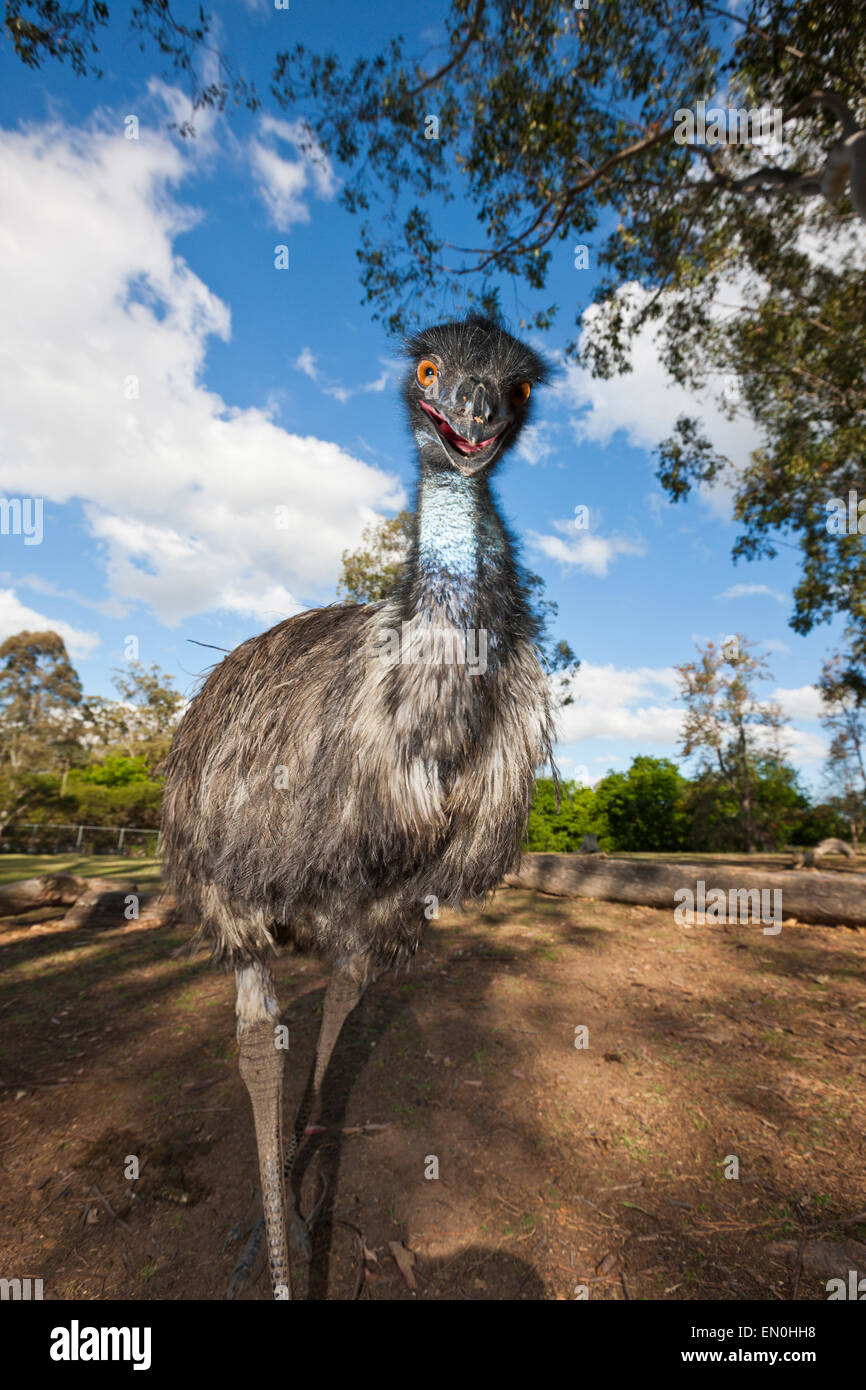 Emu, Dromaius novaehollandiae, Brisbane, Australia Stock Photo - Alamy