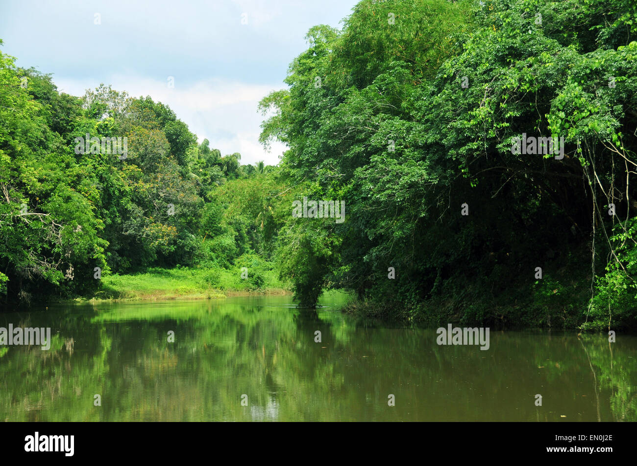 Green trees and a river Stock Photo - Alamy