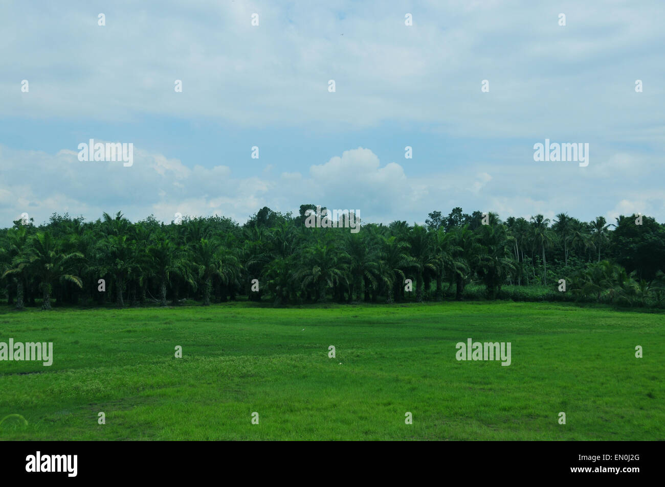 Beautiful green land Stock Photo - Alamy