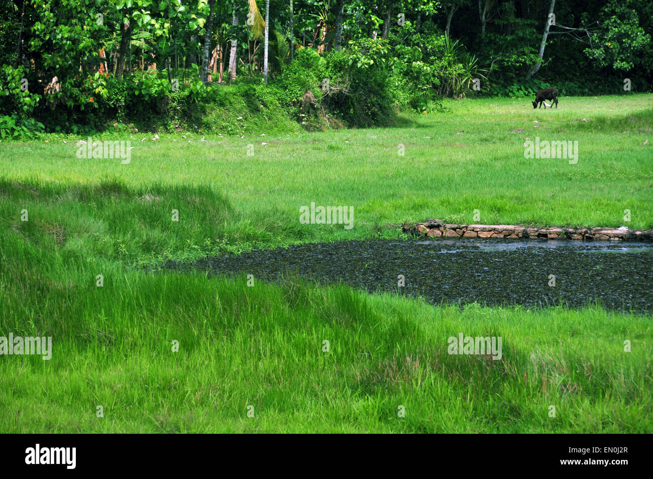 Cattle field and a pond Stock Photo - Alamy