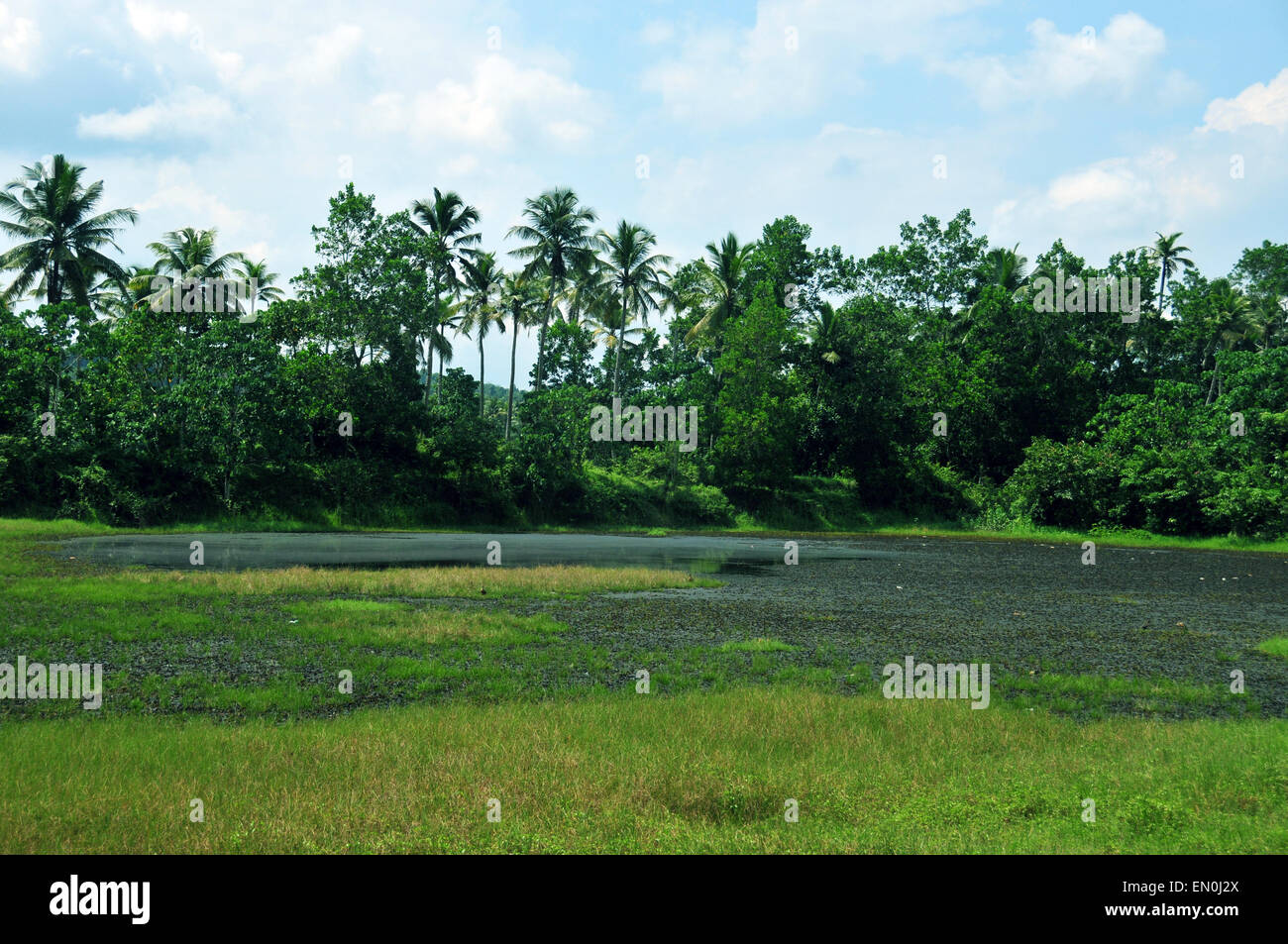 coconut tree and pond Stock Photo - Alamy