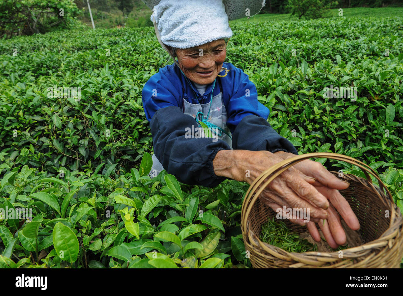 Huishui, China's Guizhou Province. 25th Apr, 2015. A tea farmer picks ...