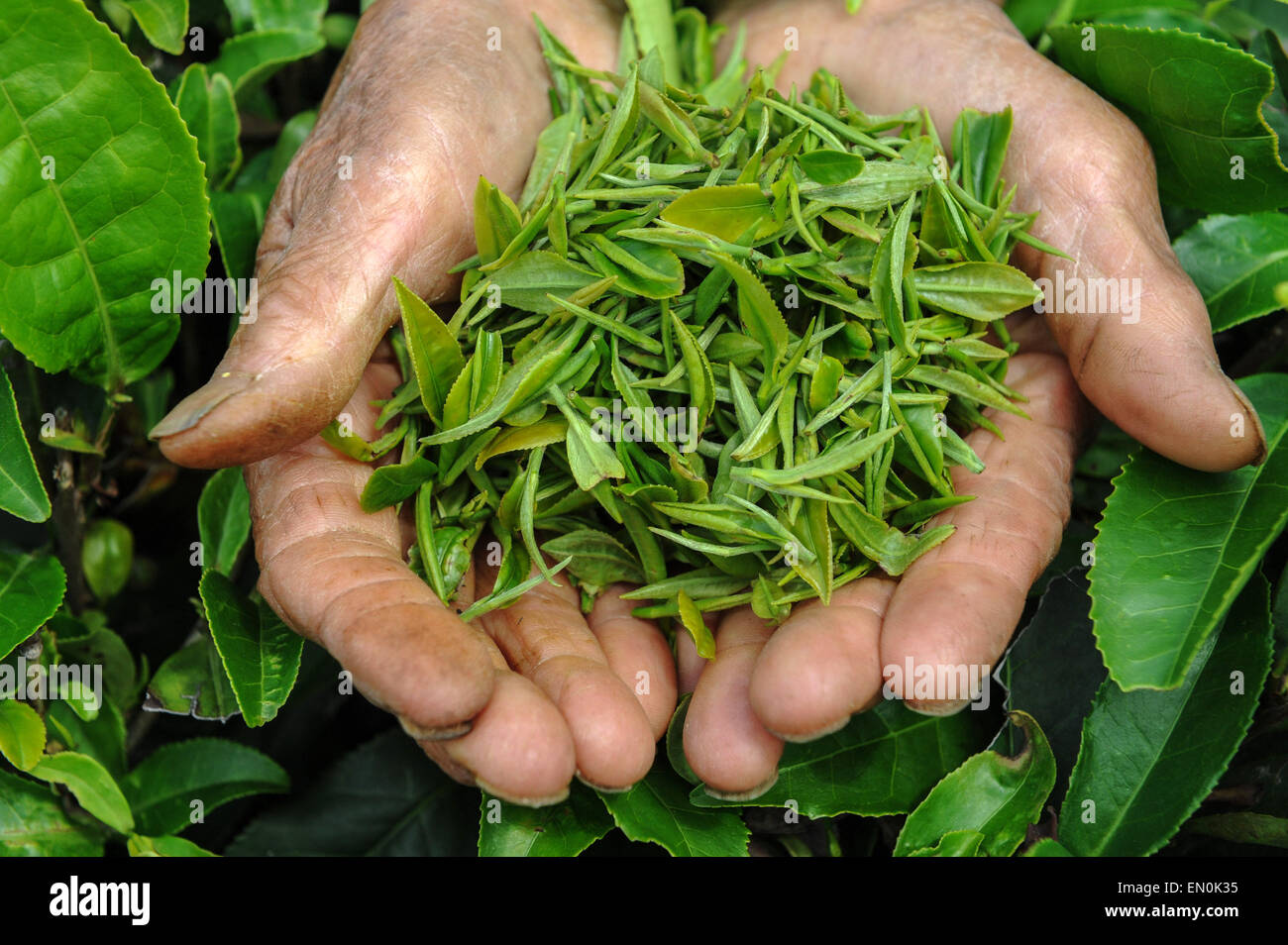 Huishui, China's Guizhou Province. 25th Apr, 2015. A tea farmer shows ...