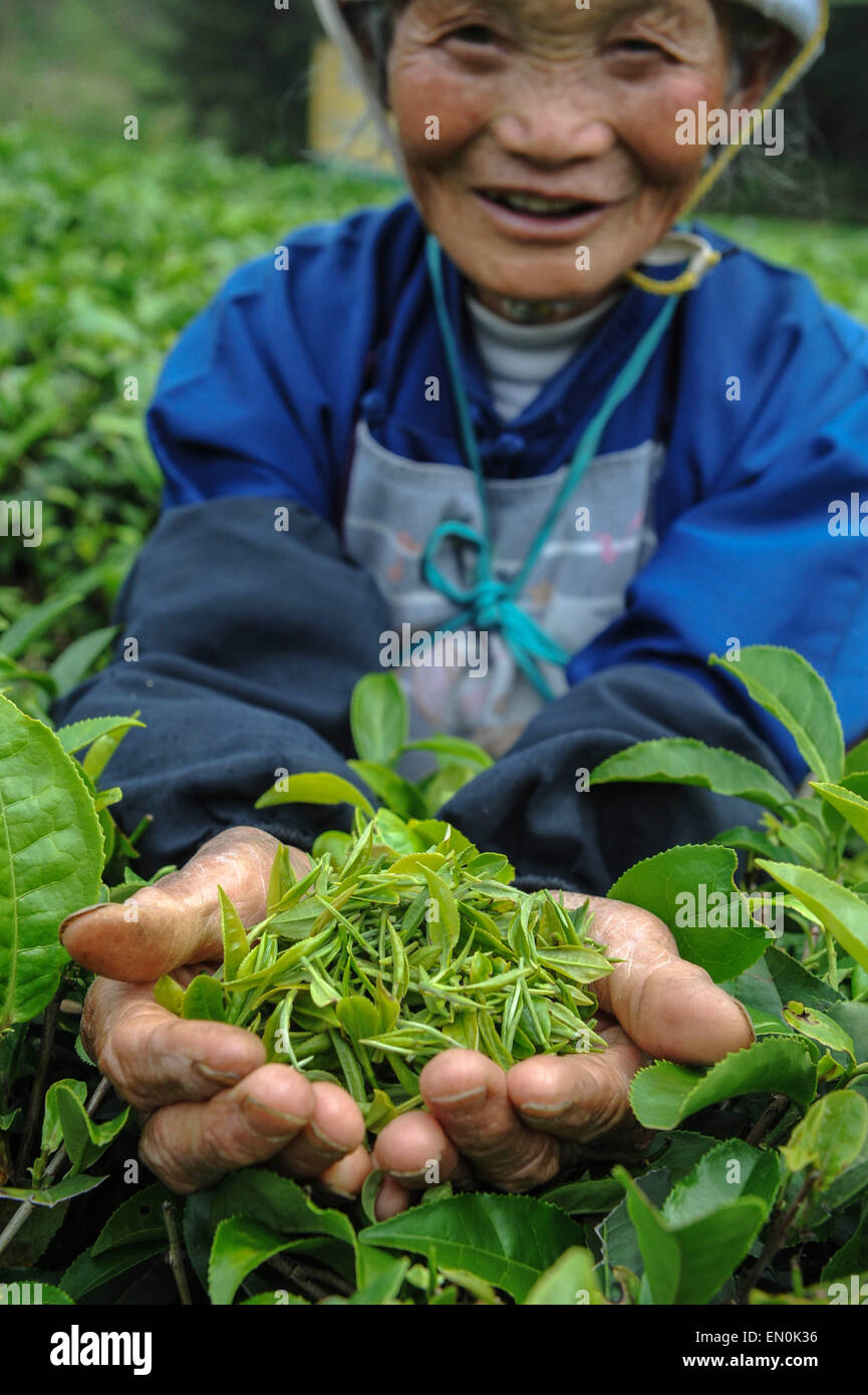 Huishui, China's Guizhou Province. 25th Apr, 2015. A tea farmer shows ...
