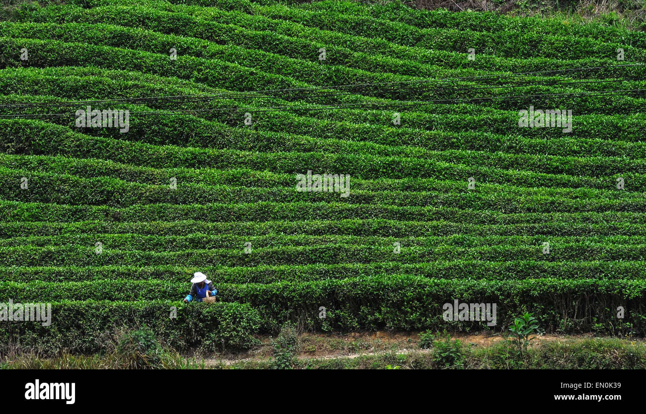 Huishui, China's Guizhou Province. 25th Apr, 2015. A tea farmer picks ...