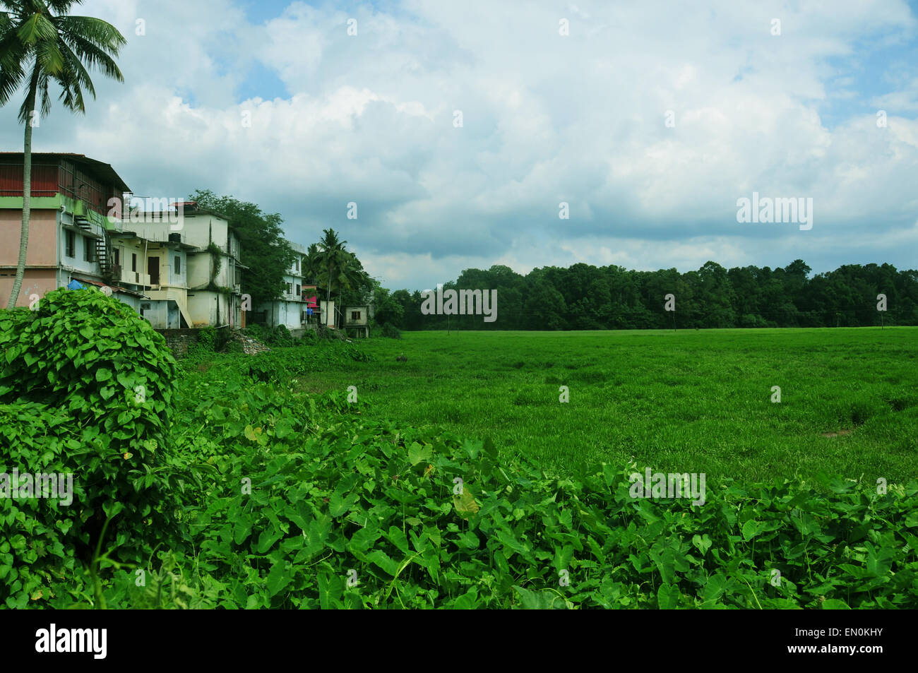 Paddy field and homes Stock Photo - Alamy