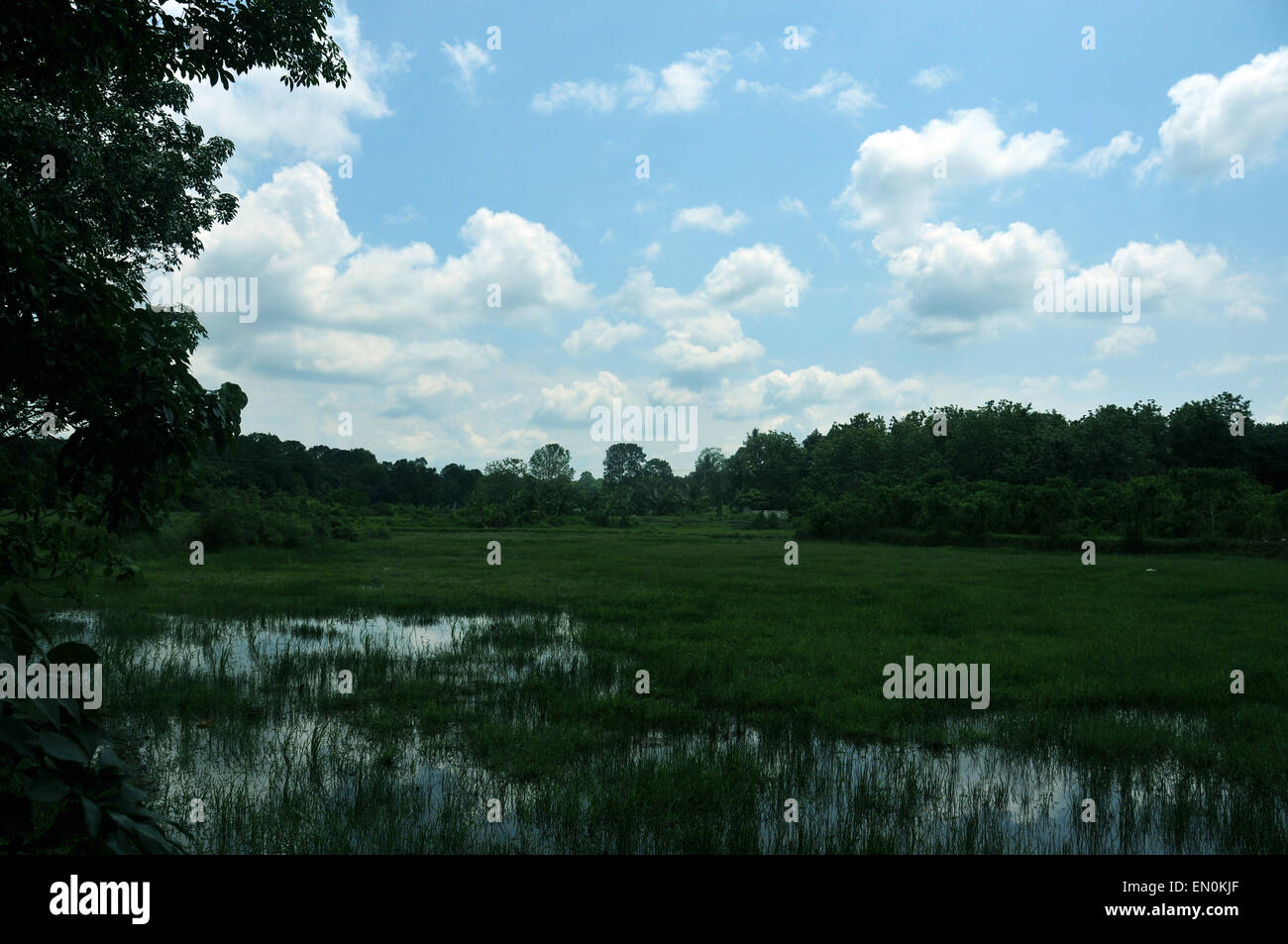 Paddy field with blue sky Stock Photo - Alamy
