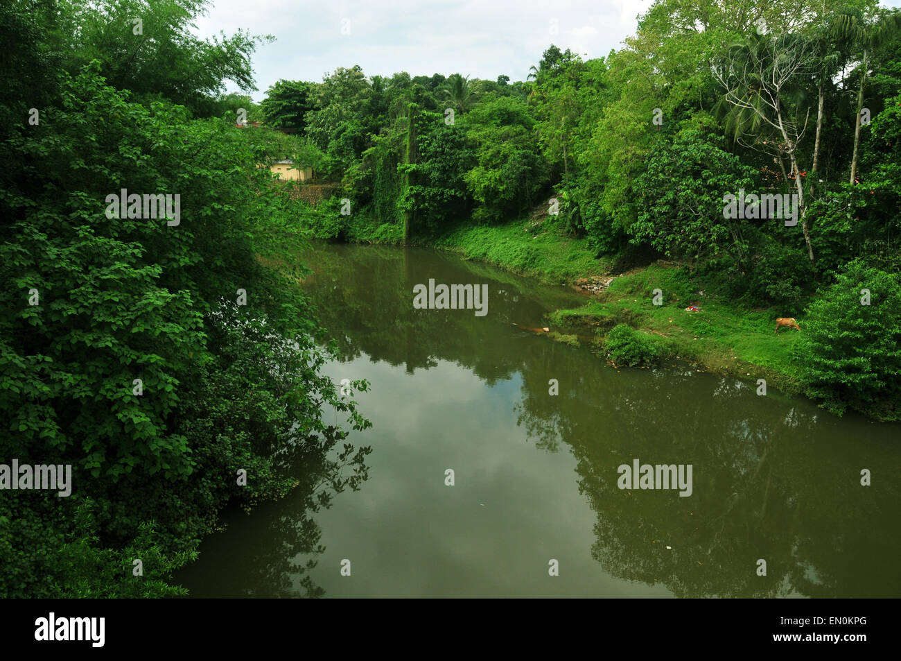 River trees and shadows Stock Photo - Alamy