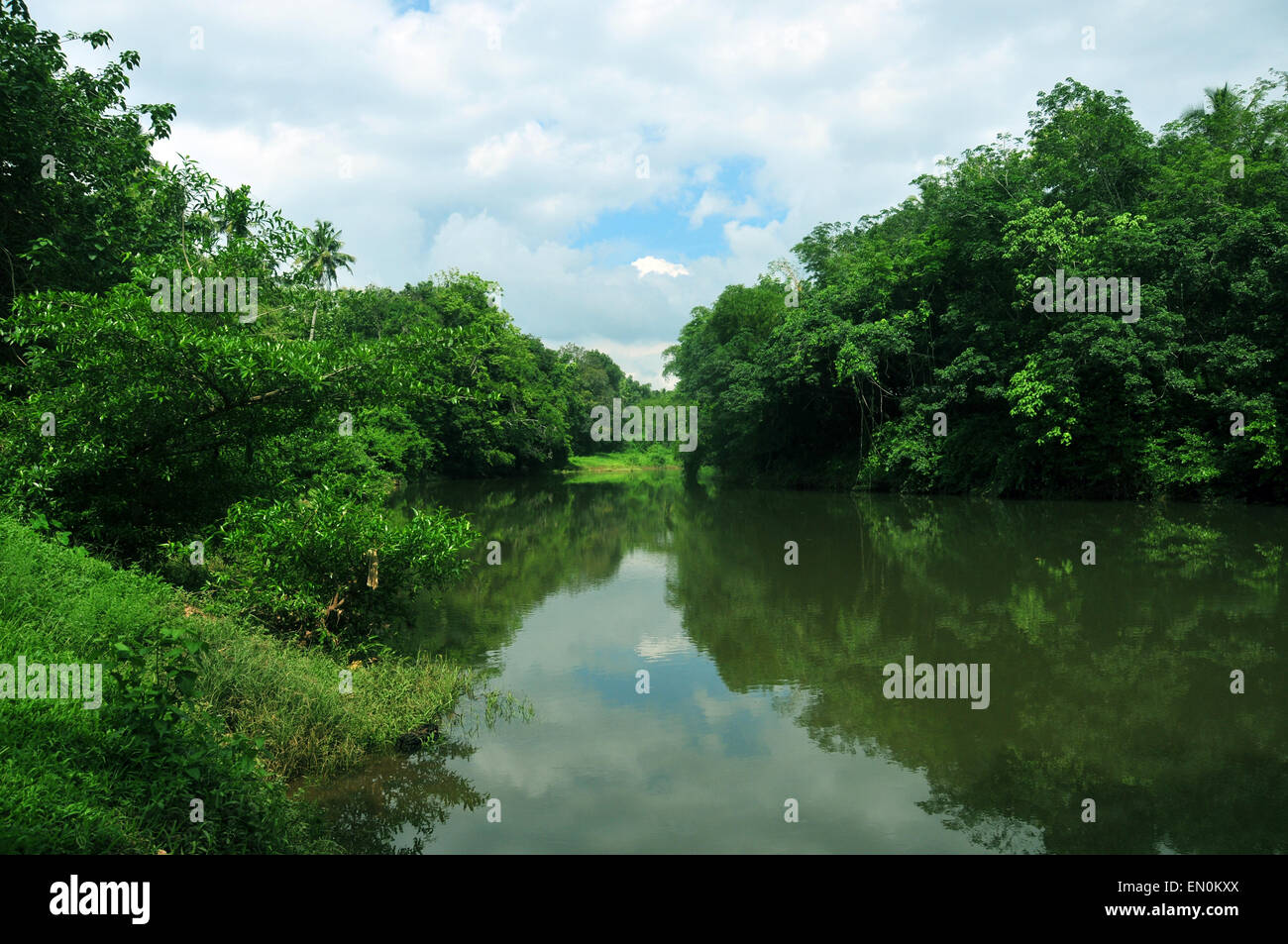Water flood palm plantation hi-res stock photography and images - Alamy