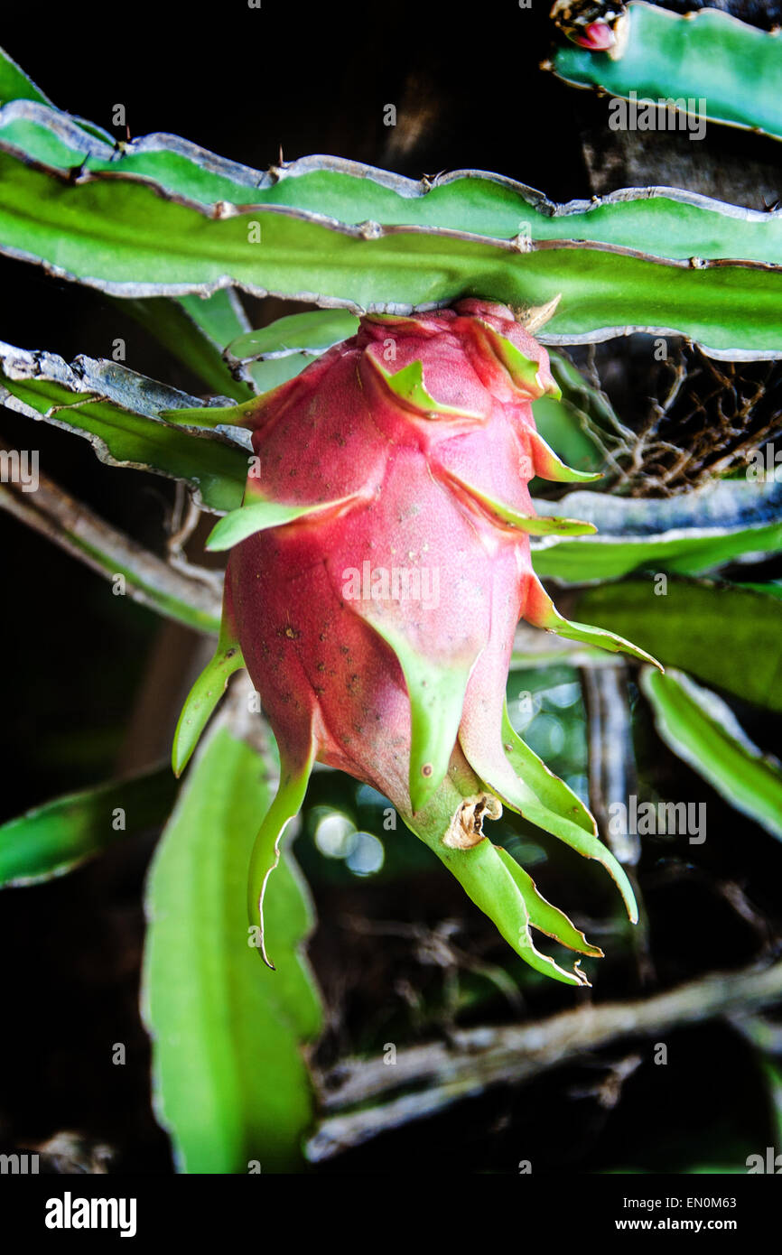 Fragon fruit hi-res stock photography and images - Alamy