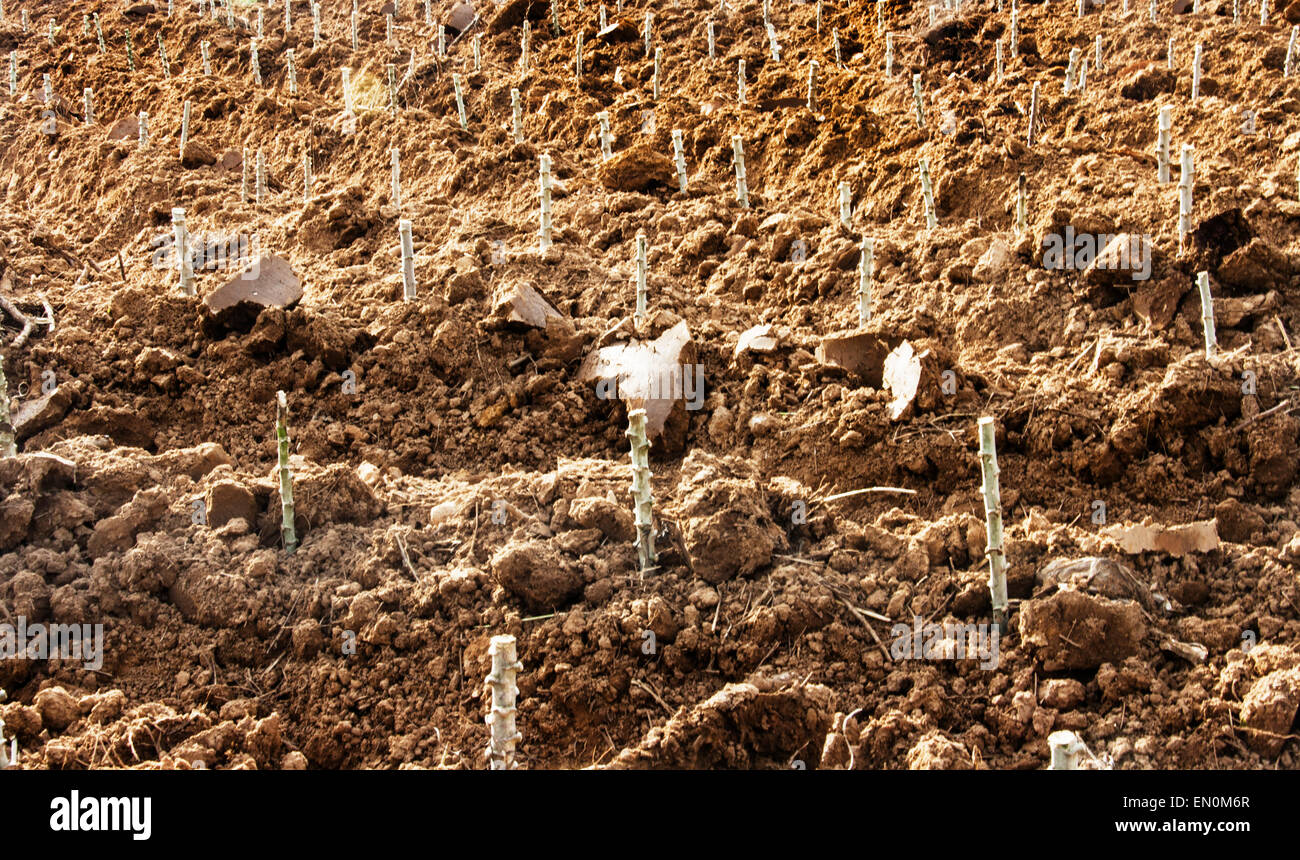 cutting cassava tree on farm in soil background Stock Photo - Alamy