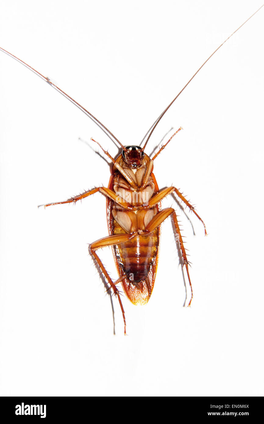 Head up backside hi-res stock photography and images - Alamy