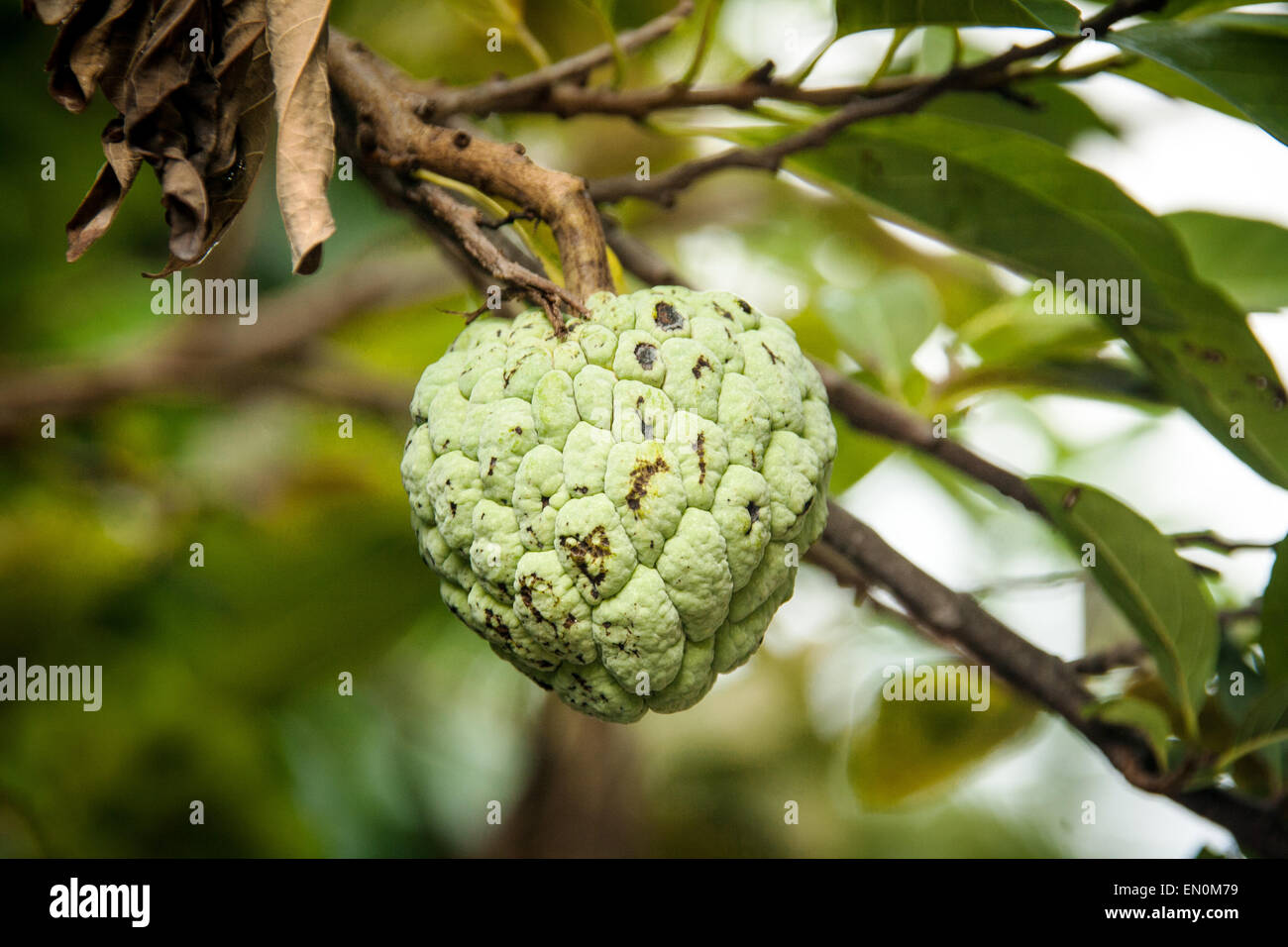 Annona squamosa hi-res stock photography and images - Alamy