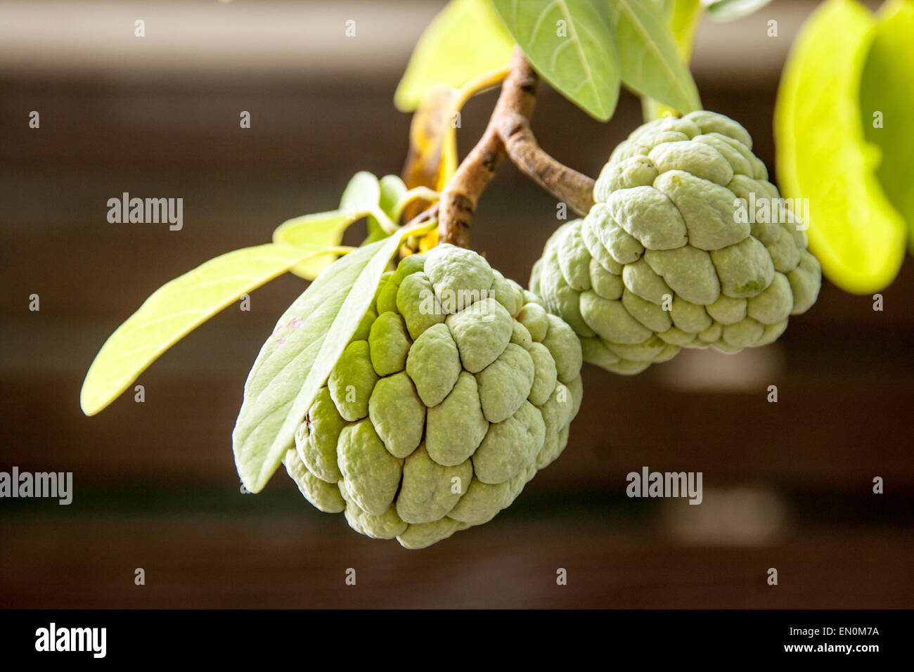 Annona squamosa hi-res stock photography and images - Alamy