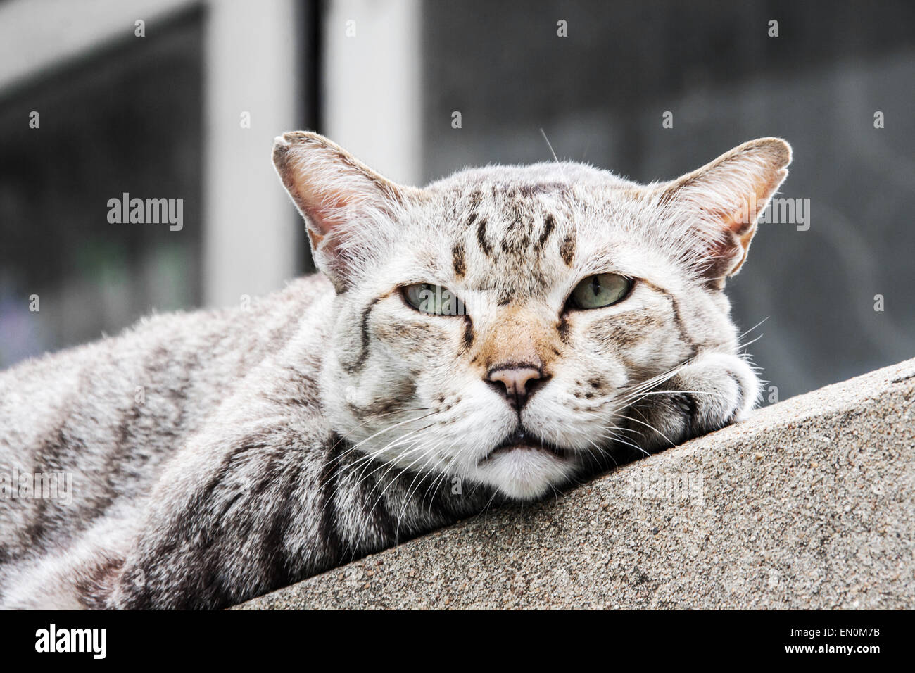 Kitties hi-res stock photography and images - Alamy