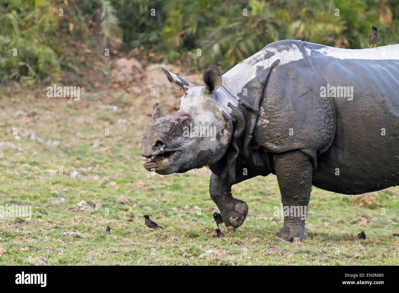 Indian asian greater one horned rhinoceros hi-res stock photography and ...