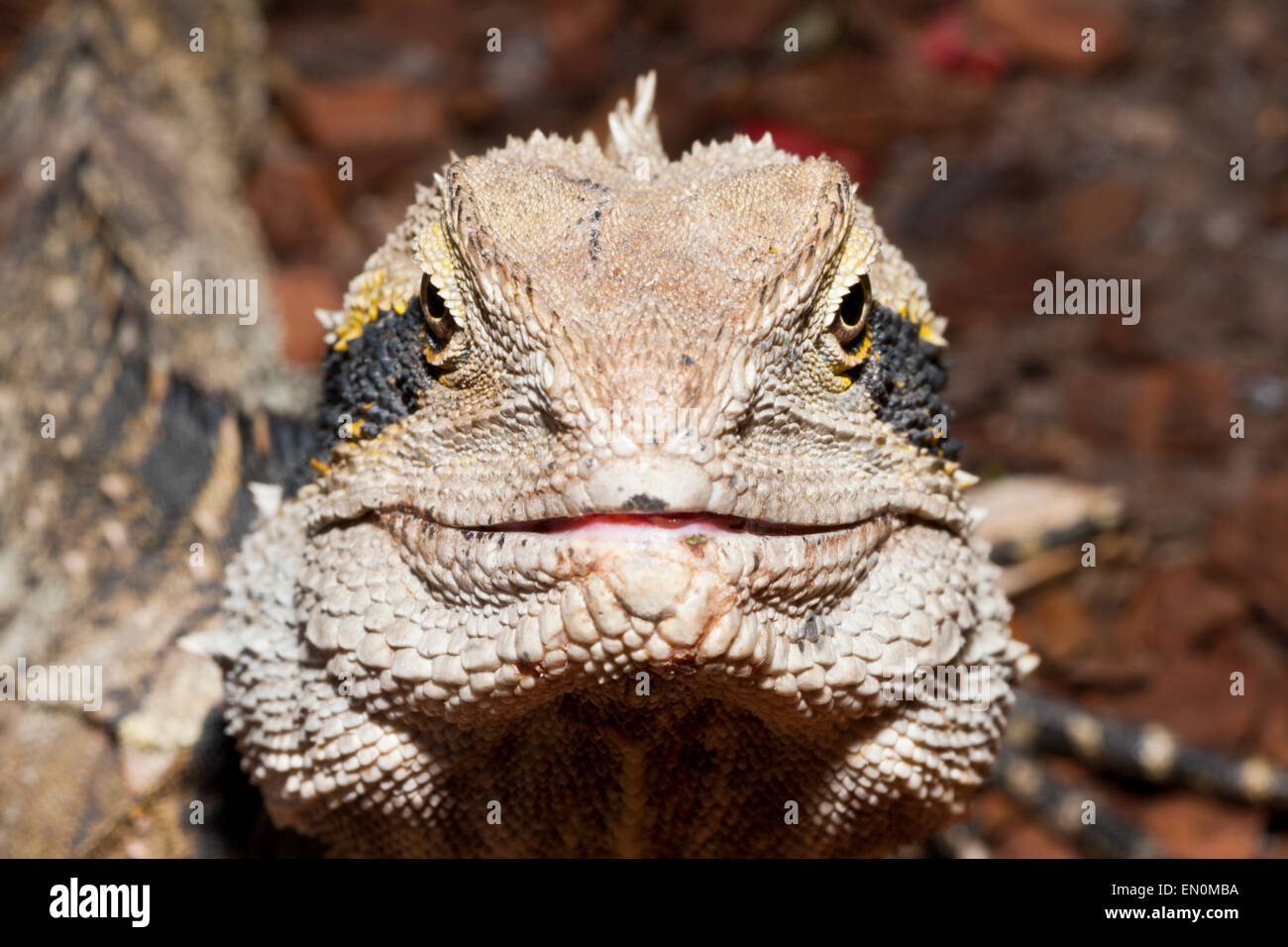 Australian eastern water dragon lizard hi-res stock photography and ...