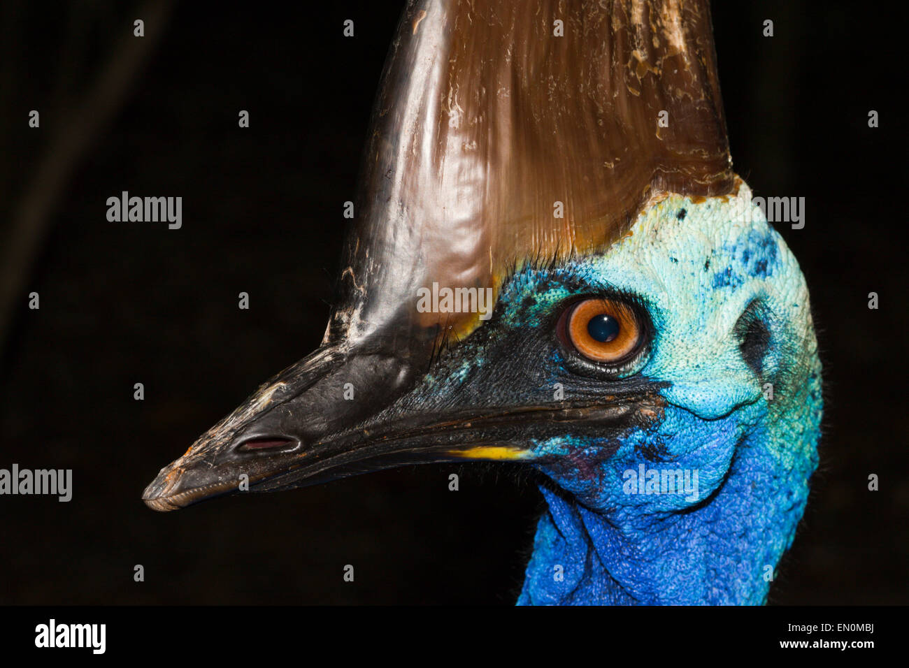 Southern Cassowary, Casuarius casuarius, Queensland, Australia Stock ...