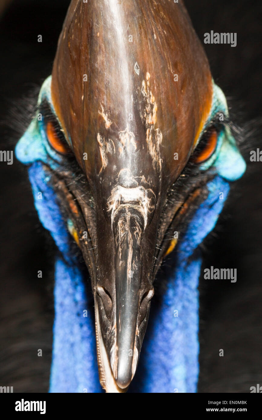 Southern Cassowary, Casuarius casuarius, Queensland, Australia Stock ...