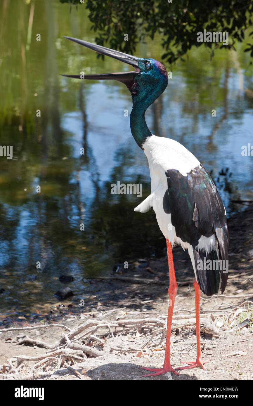 Black-necked Stork, Ephippiorhynchus asiaticus, Queensland, Australia ...