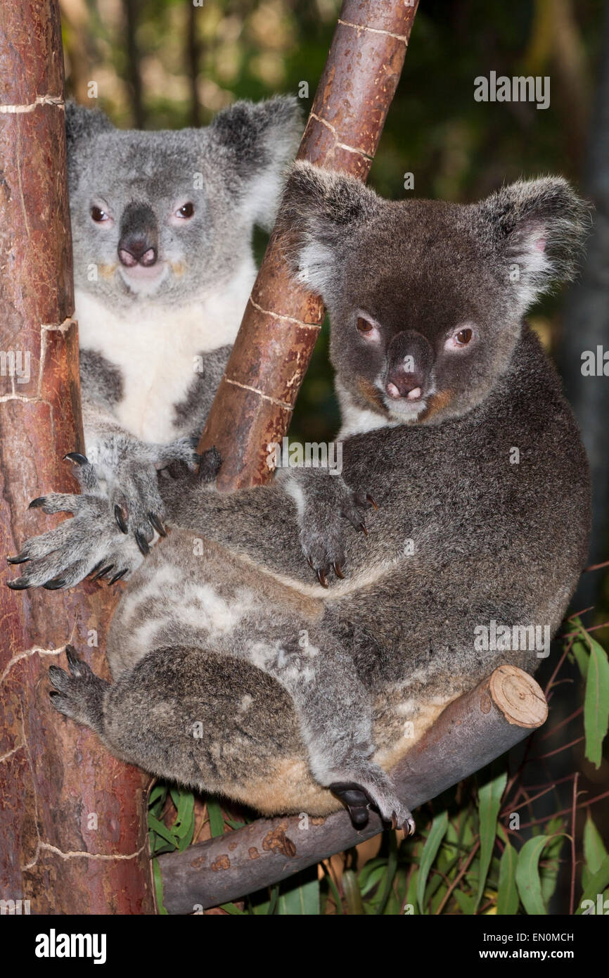 Koala, Mother and Joey, Phascolarctos cinereus, Queensland, Australia Stock Photo - Alamy