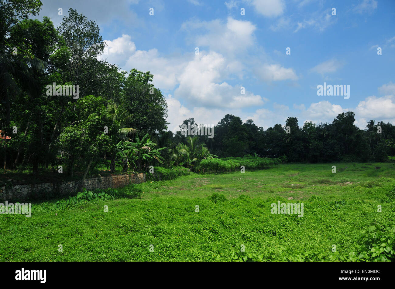 Tapioca plants hi-res stock photography and images - Alamy