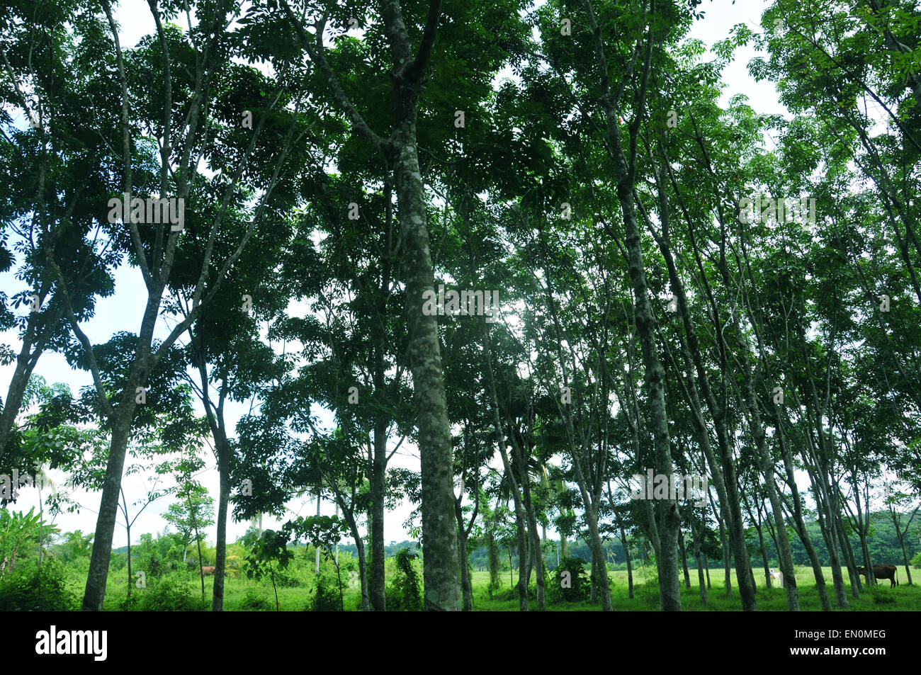 Rubber trees and paddy field Stock Photo - Alamy