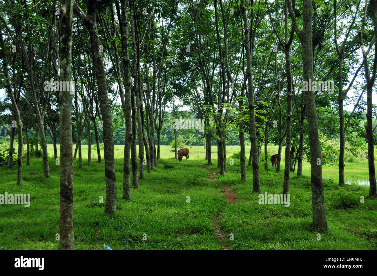 Rural trees and water hi-res stock photography and images - Alamy