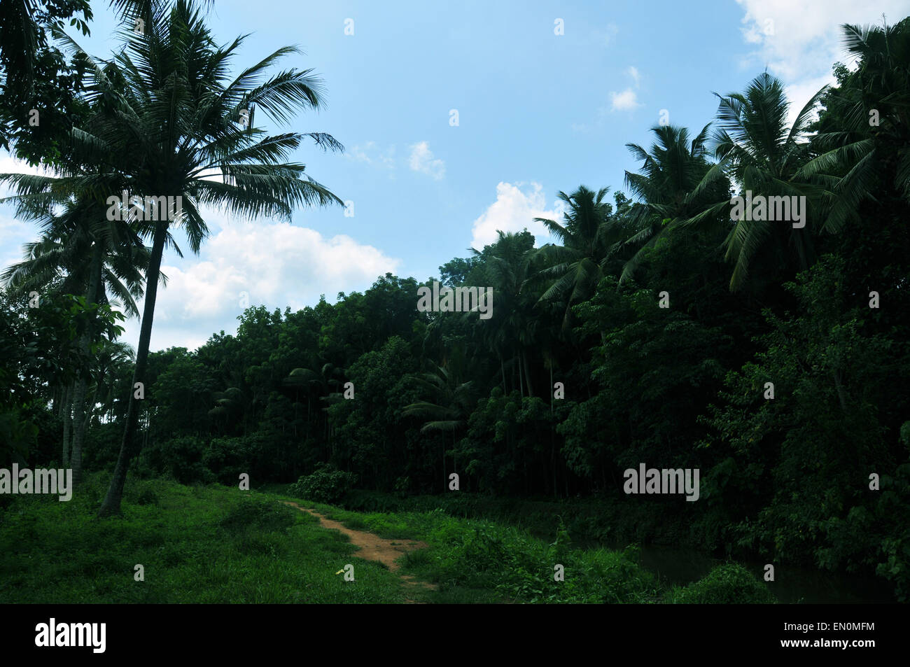 sand path through thick trees Stock Photo - Alamy