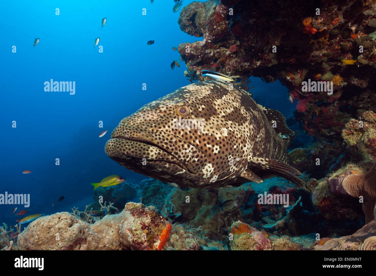 Malabar Grouper, Epinephelus malabaricus, Great Barrier Reef, Australia ...
