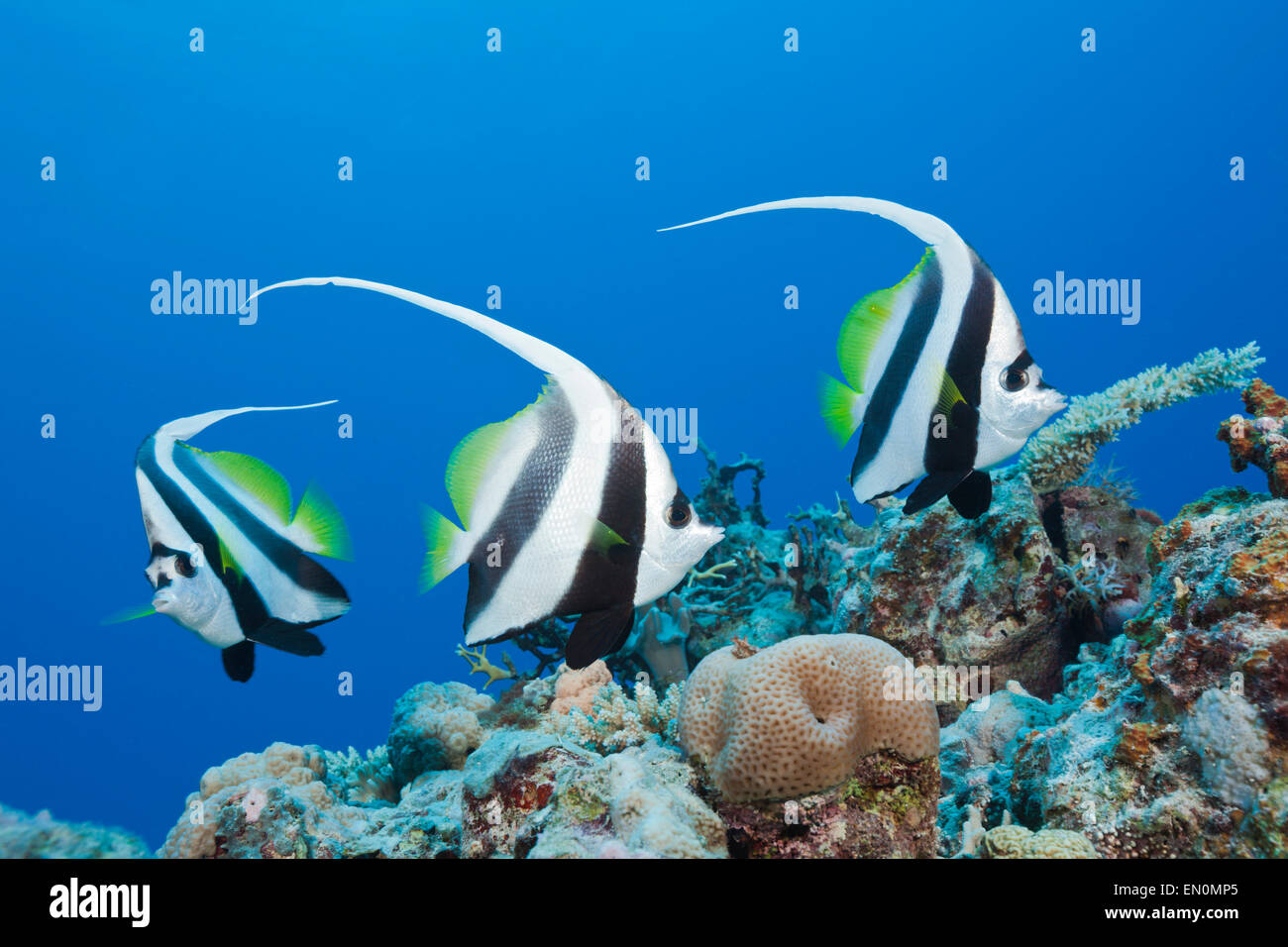 Group of Longfin Bannerfish, Heniochus acuminatus, Great Barrier Reef ...
