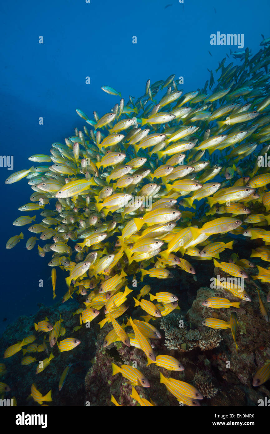 Shoal of Bigeye Snapper and Fivelined Snapper, Lutjanus lutjanus, Great ...