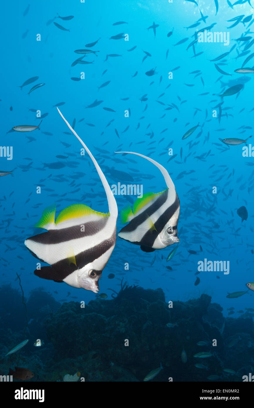 Pair of Longfin Bannerfish, Heniochus acuminatus, Great Barrier Reef ...