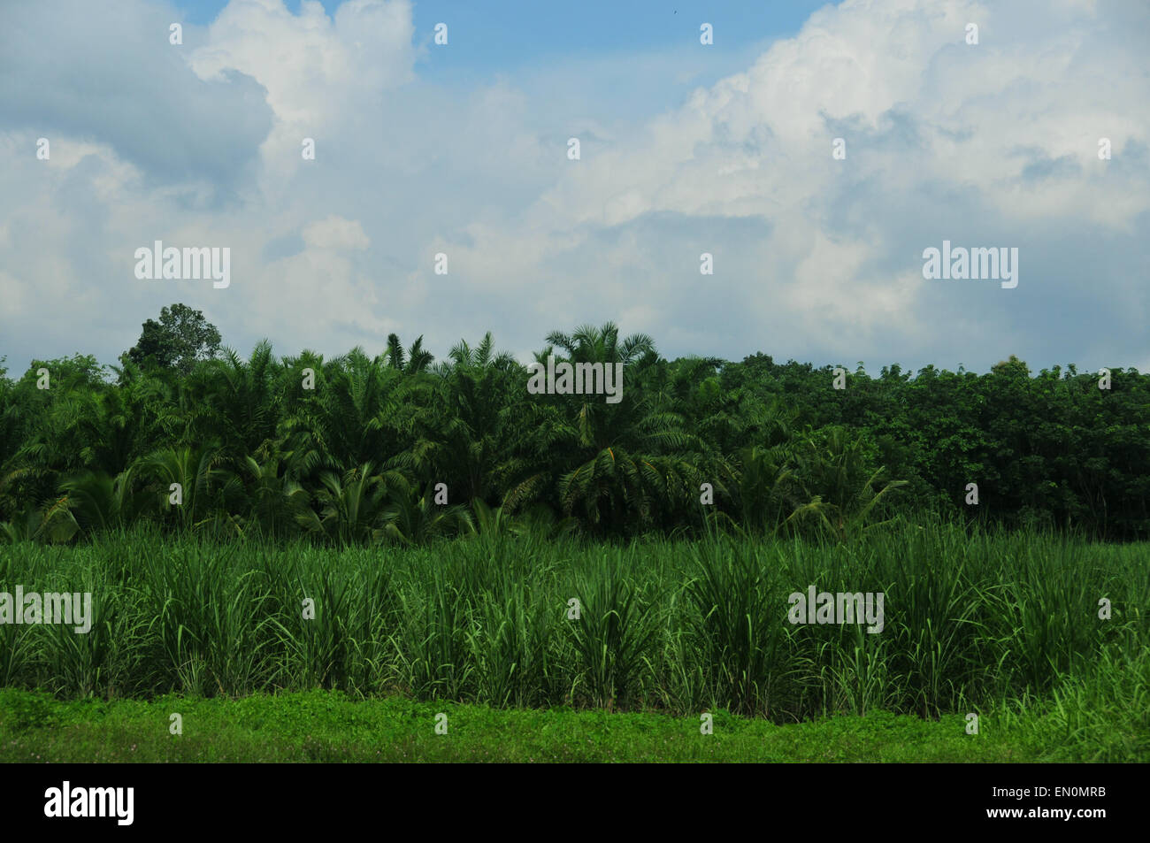 Sugar cane and oil palm trees Stock Photo - Alamy