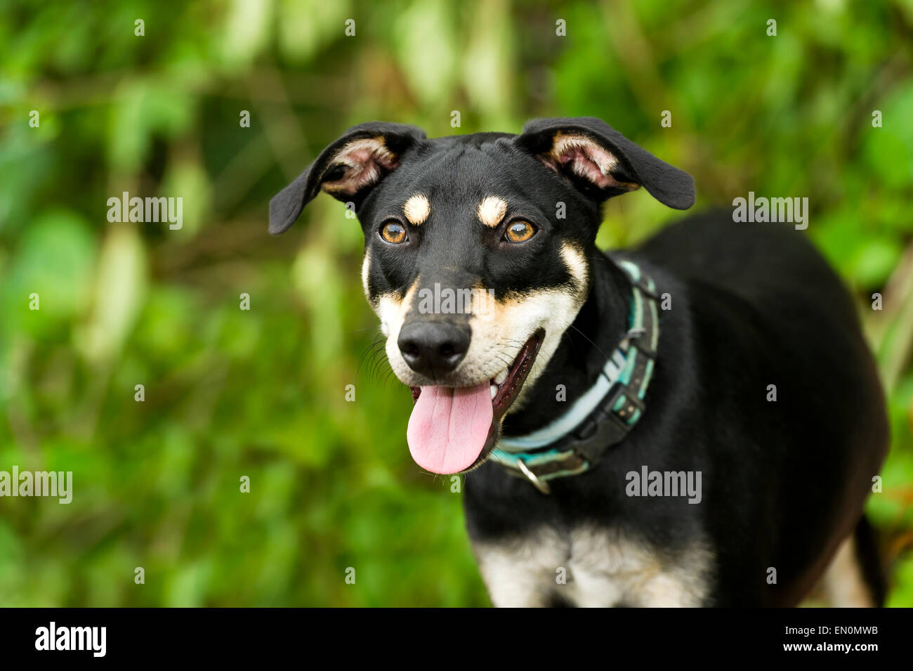 A cute happy dog is smiling with a nicely blurred outdoor green ...