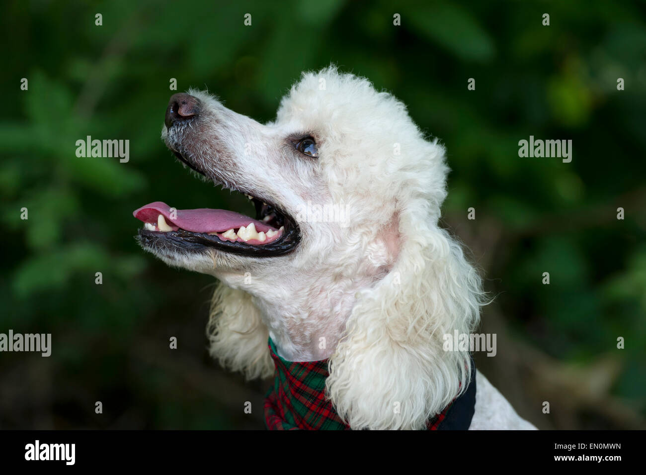 A cute happy poodle dog is smiling with a nicely blurred outdoor green ...
