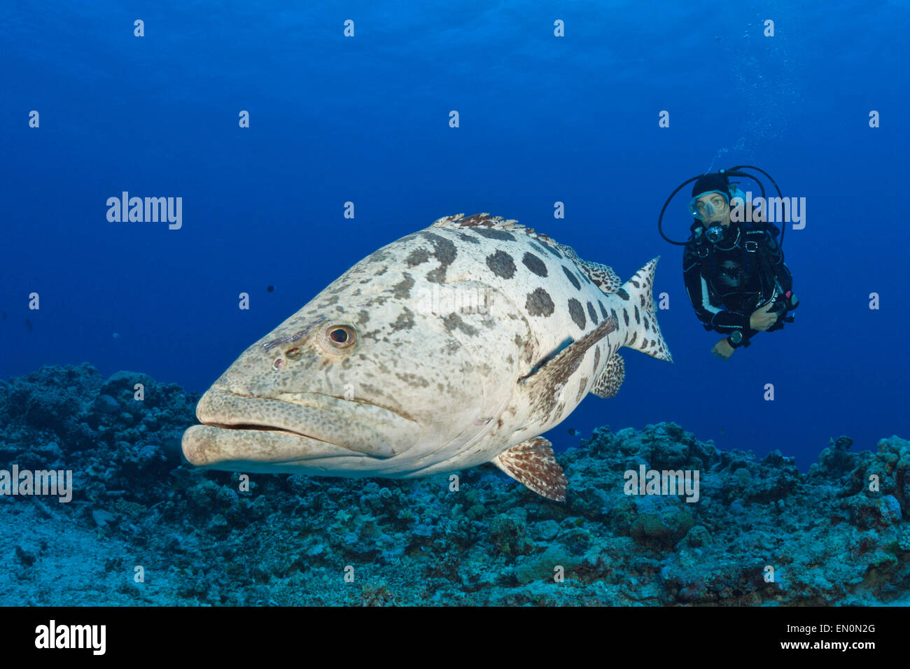 Scuba Diver and Potato Cod, Epinephelus tukula, Cod Hole, Great Barrier ...