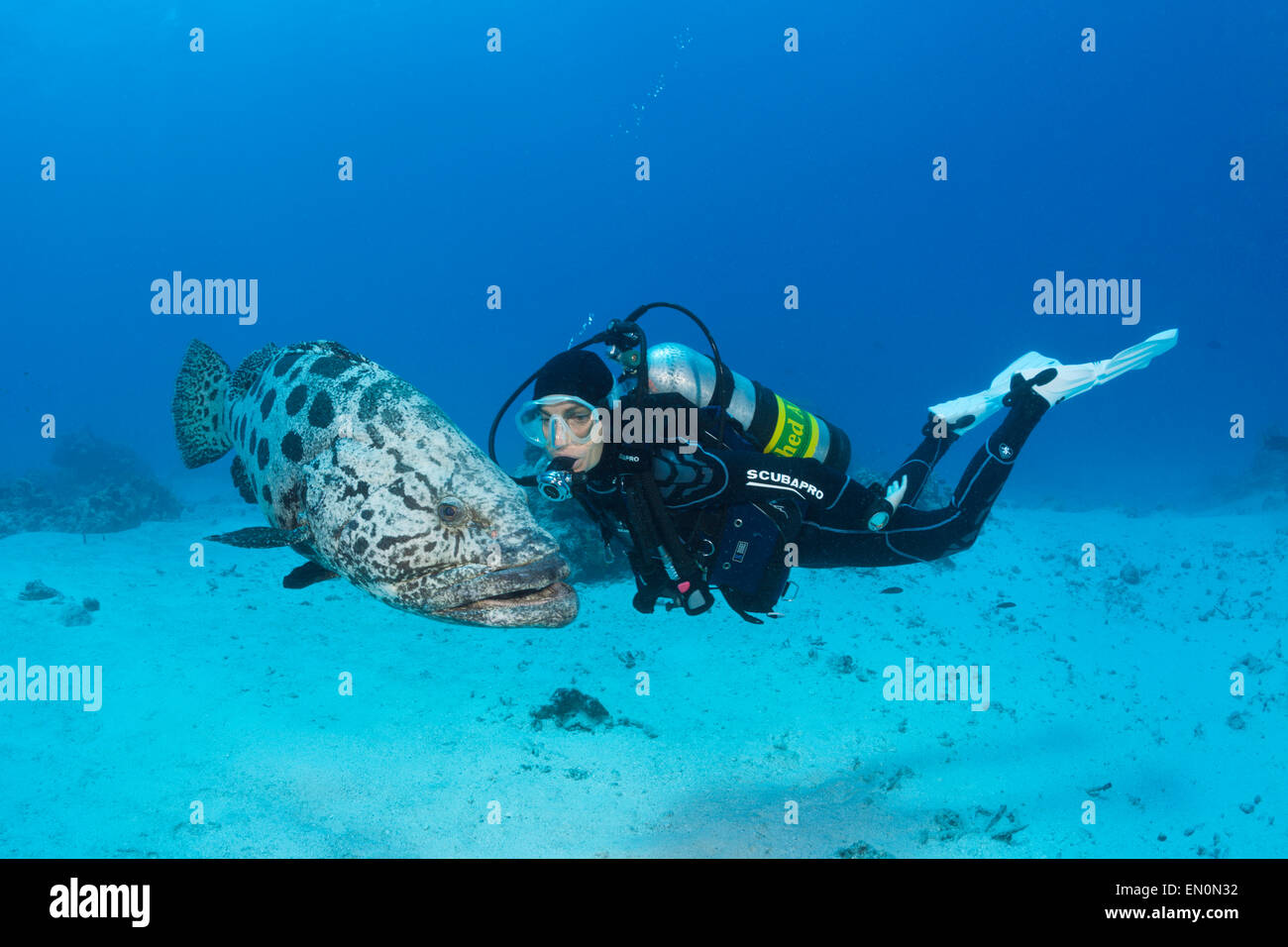 Scuba Diver and Potato Cod, Epinephelus tukula, Cod Hole, Great Barrier ...
